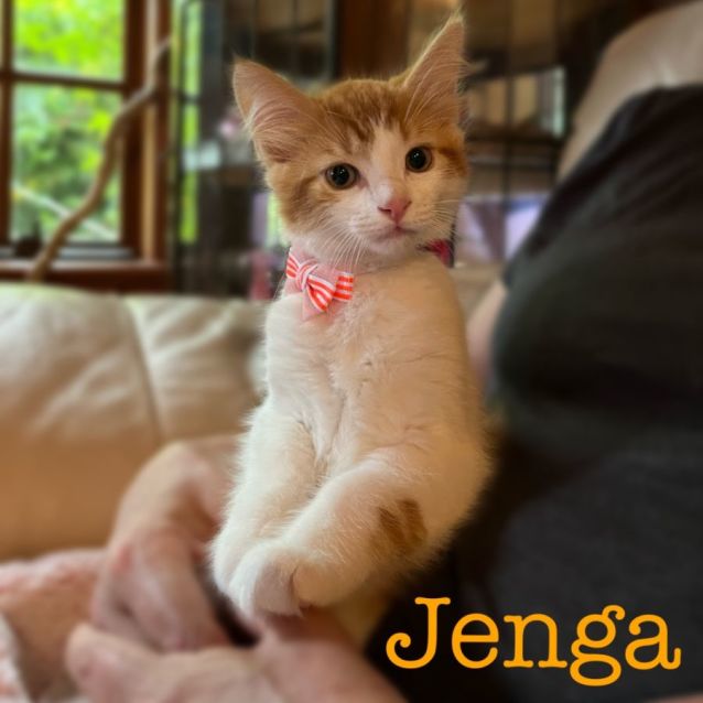 Jenga **2nd Chance Cat Rescue** - Male Domestic Short Hair Cat in VIC ...