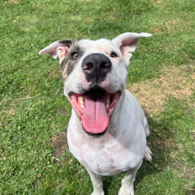 Buddy - Large Male Bull Arab Mix Dog in VIC - PetRescue