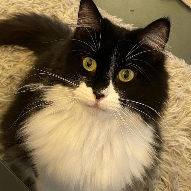 Ellen - Female Domestic Long Hair (DLH) Cat in VIC - PetRescue