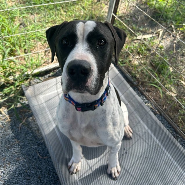 Milo - Medium Male Mixed breed Mix Dog in QLD - PetRescue