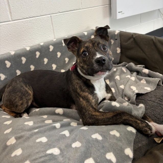 Angel - Medium Female Staffordshire Bull Terrier Dog in VIC - PetRescue