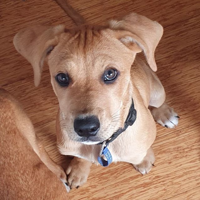 Ginger ~ 4mo Kelpie X(On Trial 14/5/22) - Medium Female Kelpie Mix Dog ...