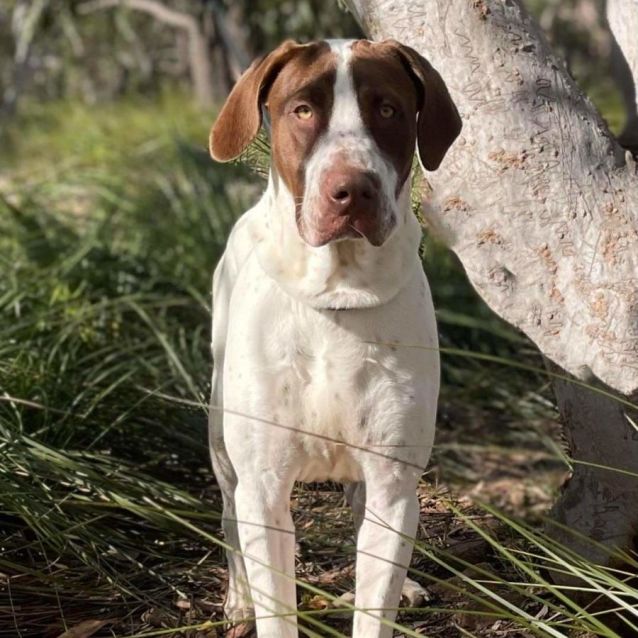 pointer x great dane