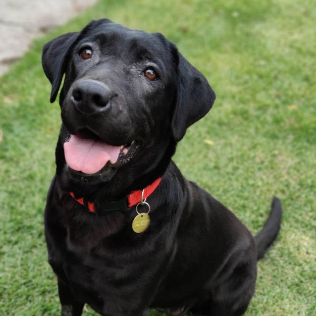 Makiara - Medium Female Labrador Mix Dog in VIC - PetRescue