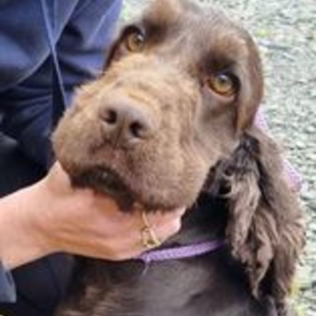 Hazel - Medium Female Cocker Spaniel Dog in NSW - PetRescue