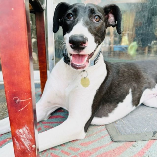 Yamoto - Medium Male Whippet x Bull Arab Mix Dog in VIC - PetRescue