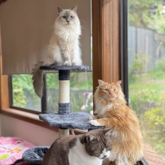 Snowflake - Female Ragdoll Cat in NSW - PetRescue