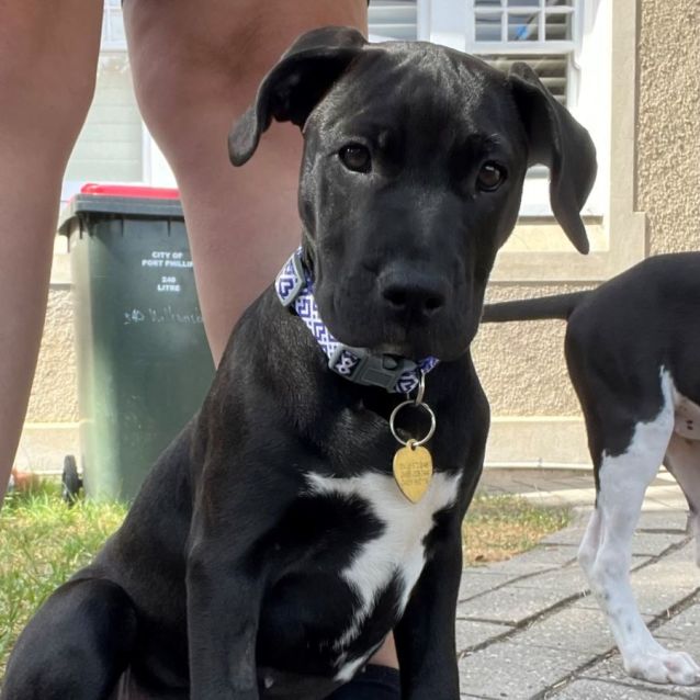 Loreal - Medium Female Staffy x Ridgeback Mix Dog in VIC - PetRescue