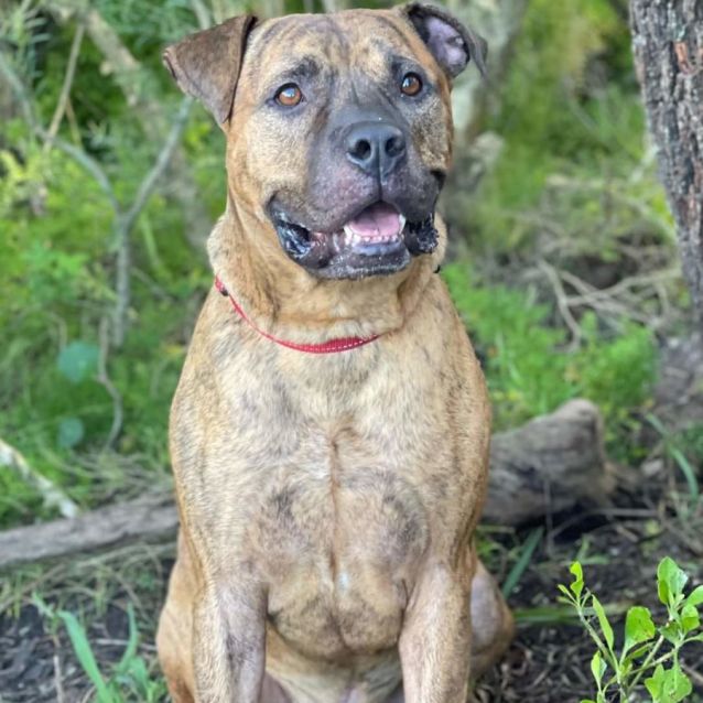 Chops - Large Male Mastiff Mix Dog in NSW - PetRescue