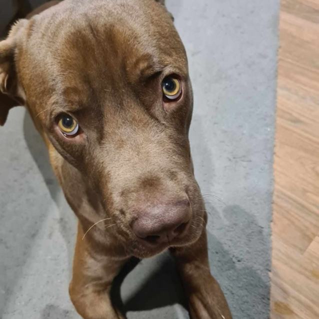 Milo - Large Male Mixed breed Dog in QLD - PetRescue