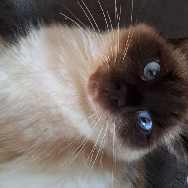 Pearl - Female Ragdoll Cat in VIC - PetRescue