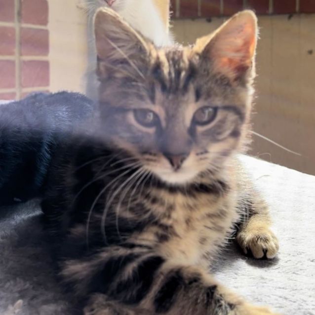 Soba - Male Domestic Short Hair Cat in VIC - PetRescue