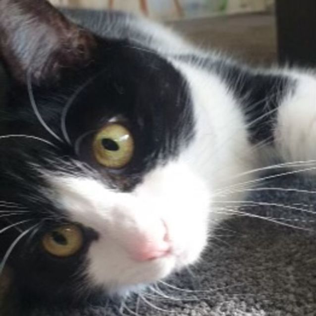 Stormageddon - Female Domestic Short Hair Cat in VIC - PetRescue