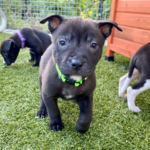 D1007 Slate - Medium Male Staffy Mix Dog in NSW - PetRescue