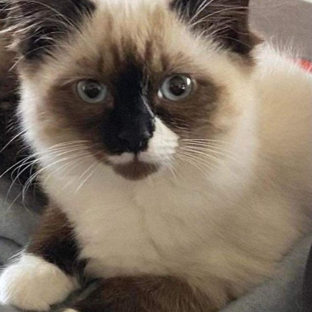 Emmi - Female Birman Mix Cat in QLD - PetRescue