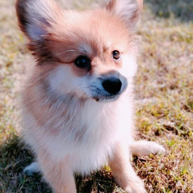 Mocha - Small Male Pomeranian Mix Dog in QLD - PetRescue