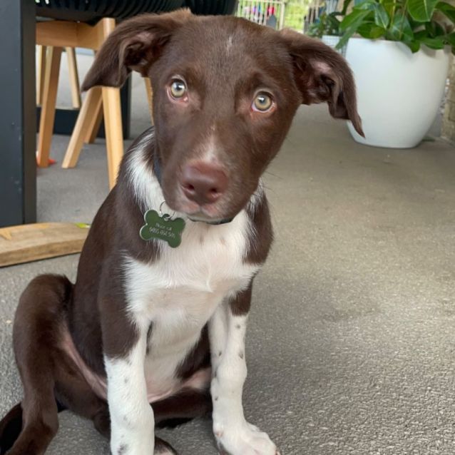 Charlie - Medium Male Border Collie x Kelpie Mix Dog in NSW - PetRescue