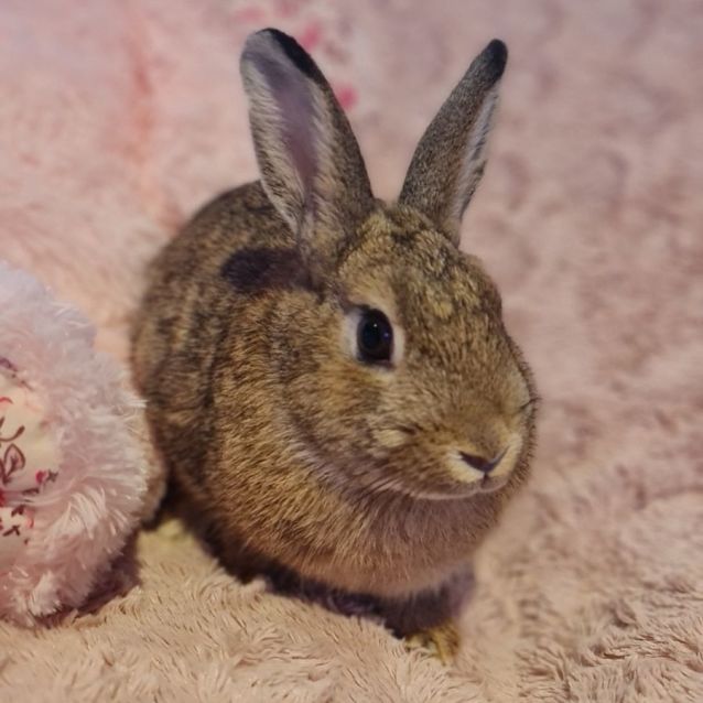 Penny & Pebbles (Located in West Melbourne) - Female Flemish Giant x ...