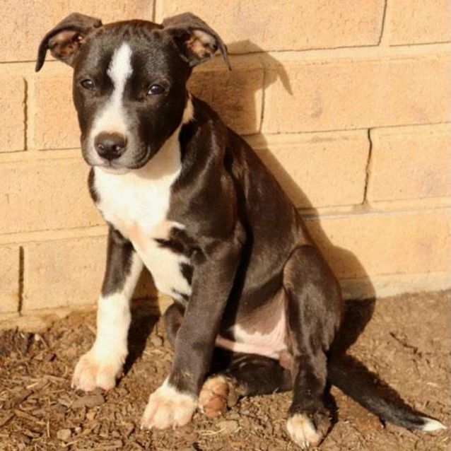 Pixel - Medium Female Staffordshire Bull Terrier x Border Collie Mix ...