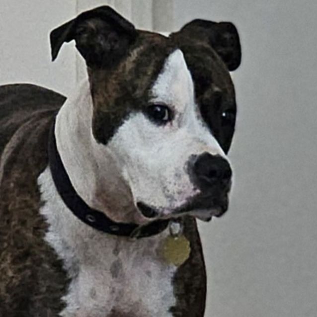 Liberty - Medium Female Staffy x Boxer Mix Dog in VIC - PetRescue