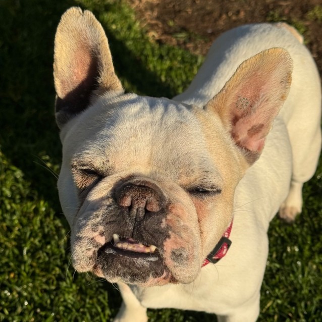 Shelby - Small Female French Bulldog Dog in VIC - PetRescue