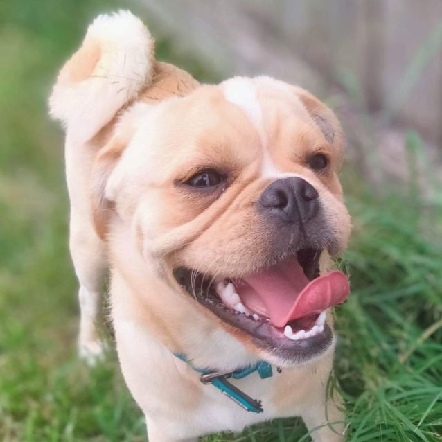 Grug - Small Male Pug x Cavalier King Charles Spaniel Mix Dog in QLD ...
