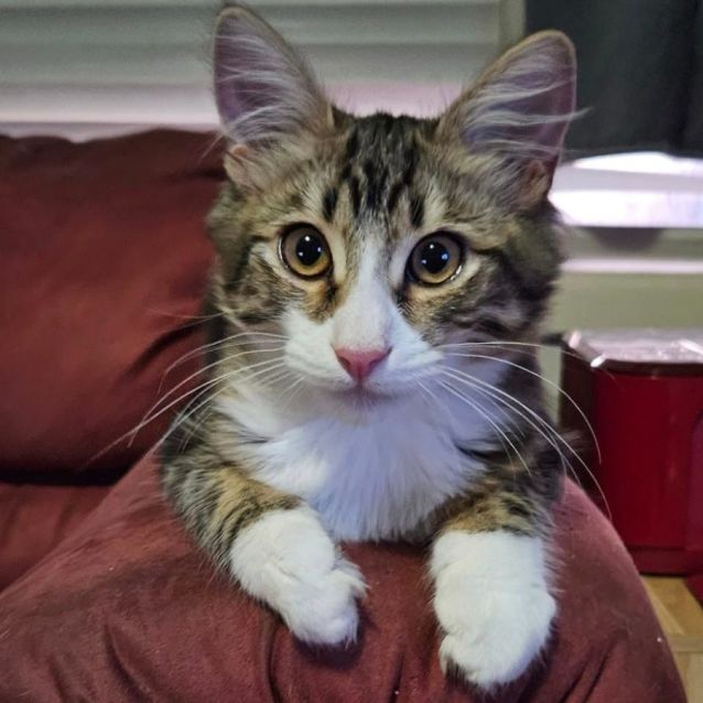 Drogon **2nd Chance Cat Rescue** - Male Domestic Long Hair Cat in VIC ...