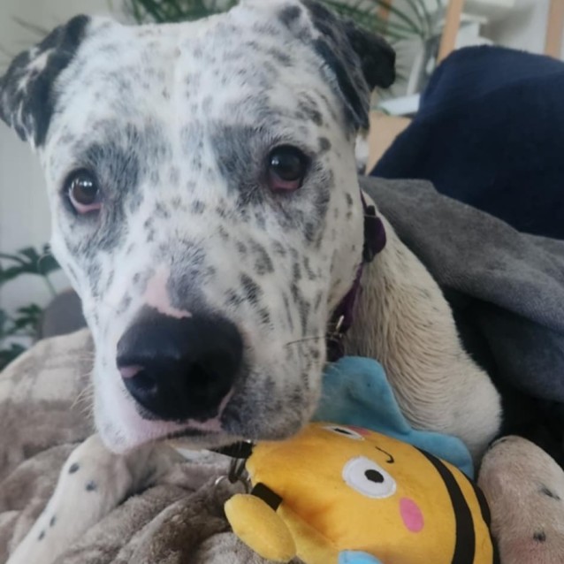 Rockefeller - Medium Male Shar Pei x Staffordshire Bull Terrier Mix Dog ...