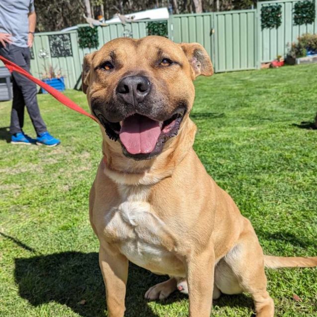Hogan - Large Male Staffy x Mastiff Dog in NSW - PetRescue