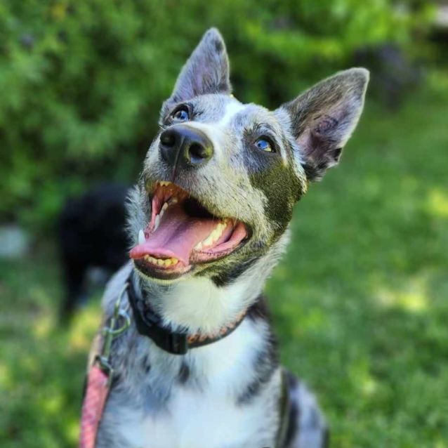 Rosylea - Large Female Koolie x Kelpie Dog in VIC - PetRescue