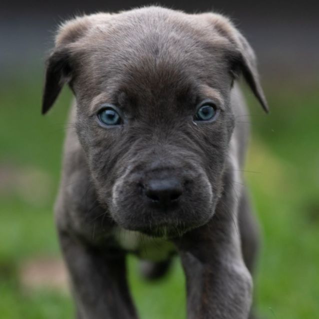 Kurumi - Medium Male American Staffordshire Terrier Mix Dog in VIC ...