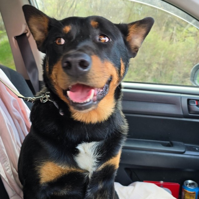 Brodie - Medium Male Australian Kelpie Dog in VIC - PetRescue