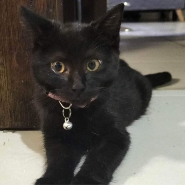 Anko - Female Domestic Short Hair Mix Cat in QLD - PetRescue