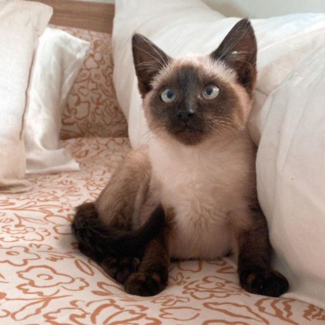 Mocha - Male Siamese Cat in NSW - PetRescue