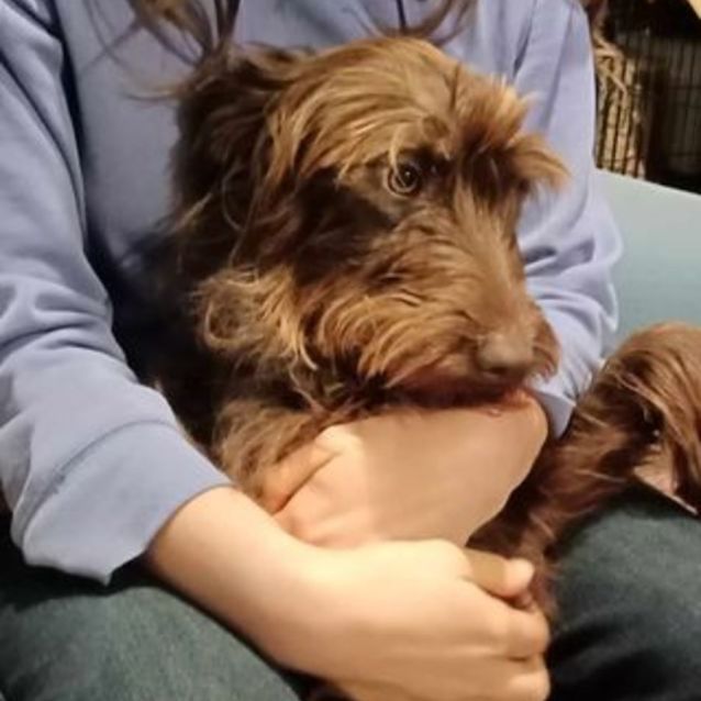 Kaylee - Medium Female German Wirehaired Pointer Mix Dog in VIC - PetRescue