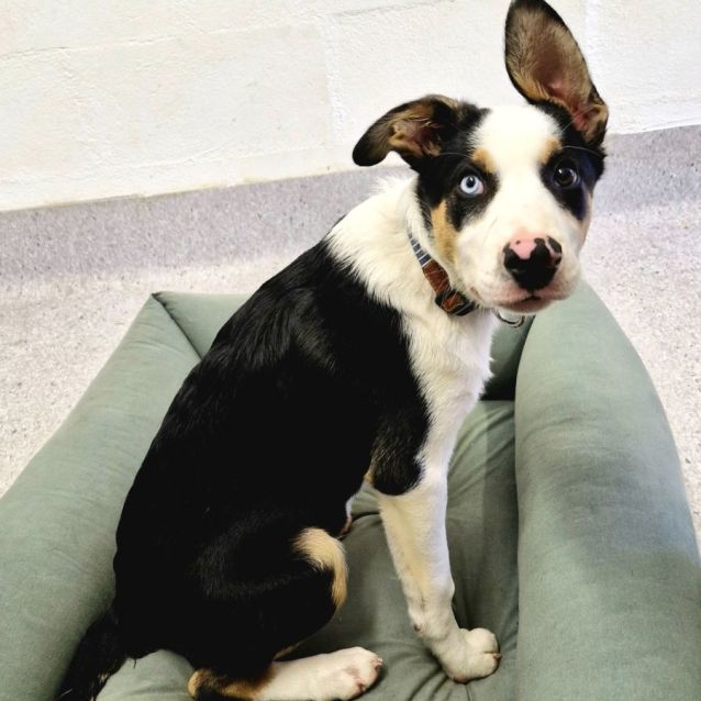 D992 Astro - Medium Male Border Collie x Kelpie Dog in NSW - PetRescue