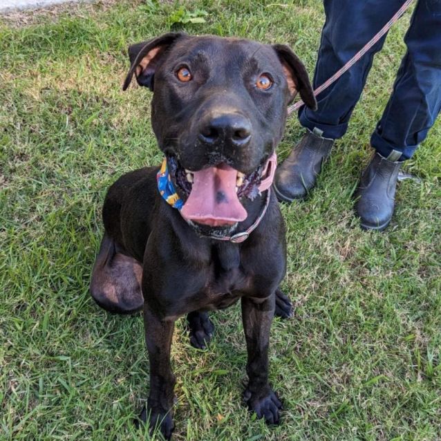 Haku - Medium Male Labrador x Staffordshire Bull Terrier Mix Dog in NSW ...