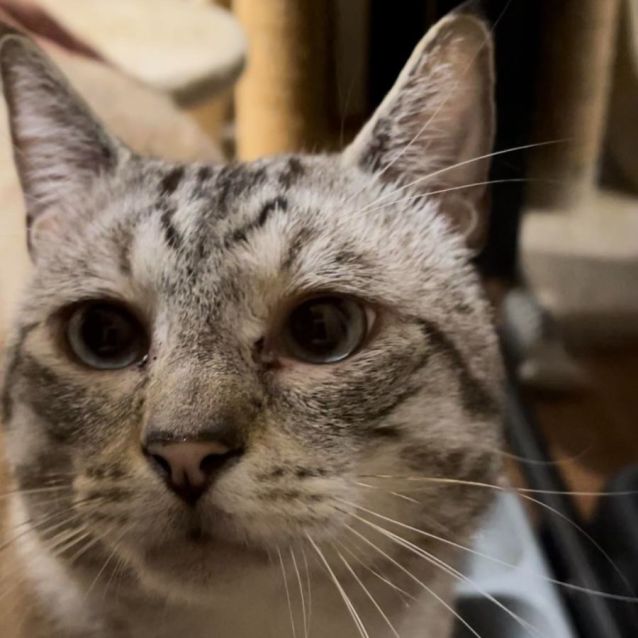Merlin - Male Domestic Short Hair x Siamese Mix Cat in QLD - PetRescue