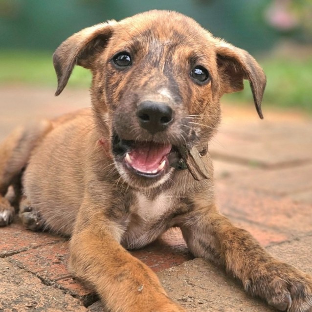 Kora - Medium Female Australian Kelpie Mix Dog in QLD - PetRescue