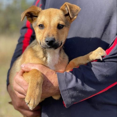 Karma's Place Rescue - PetRescue