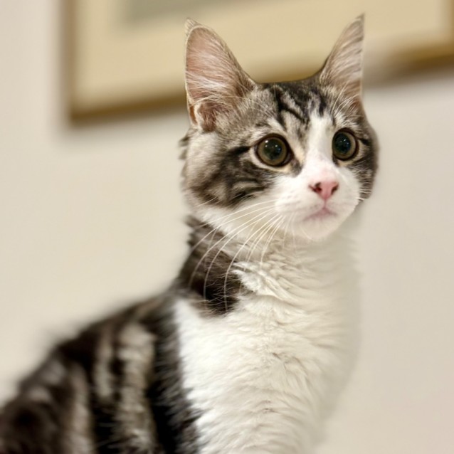 Angelo - Male Domestic Medium Hair (DMH) Cat in VIC - PetRescue