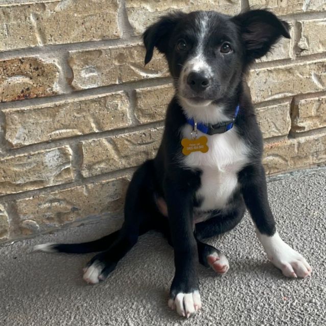 Billy - Medium Male Border Collie x Kelpie Mix Dog in NSW - PetRescue