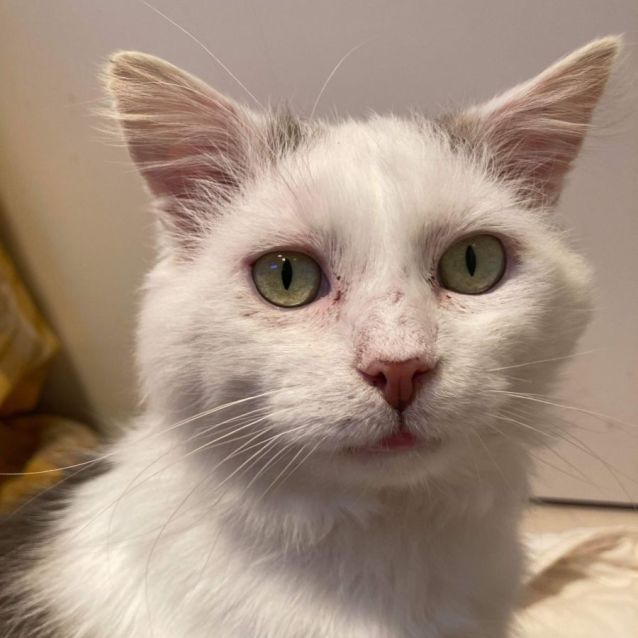 Mouse - Male Domestic Medium Hair Cat in VIC - PetRescue