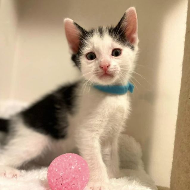 Sage - Male Domestic Short Hair Cat in NSW - PetRescue