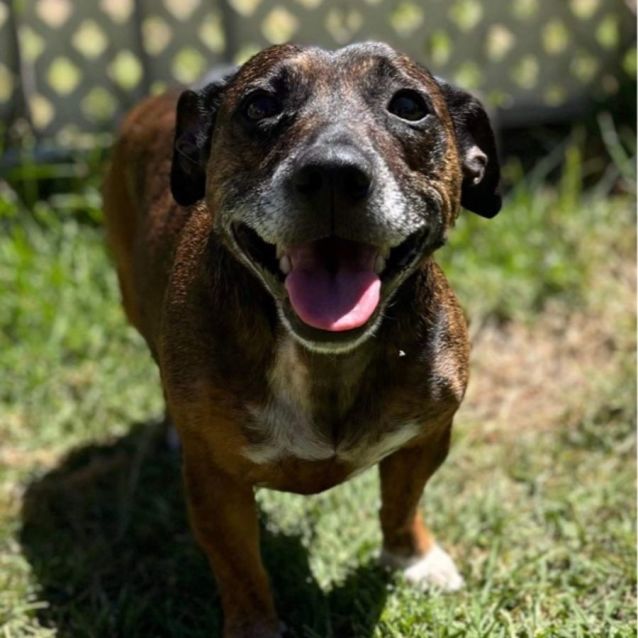 Rascal - Small Male Staffordshire Bull Terrier x Jack Russell Terrier ...