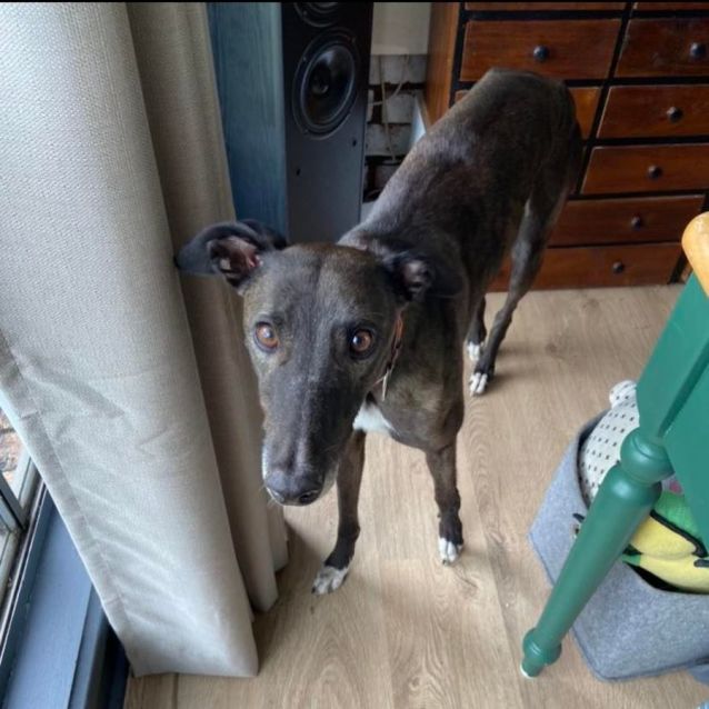 Yoko - Medium Female Greyhound Dog in NSW - PetRescue