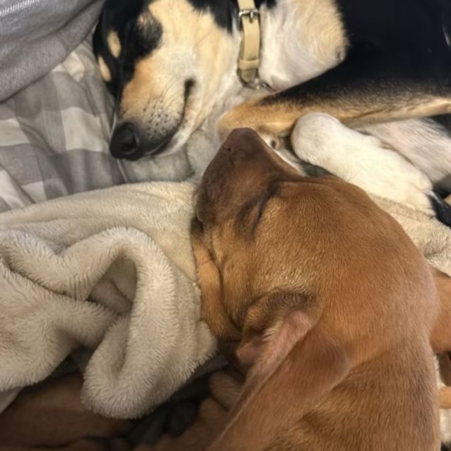 Chaos - Large Male Rhodesian Ridgeback x Bullmastiff Mix Dog in VIC ...