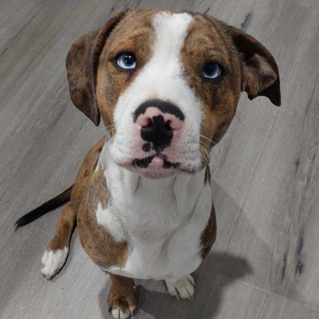 Anakin - Small Male Dachshund x Beagle x Mixed Breed Dog in VIC - PetRescue