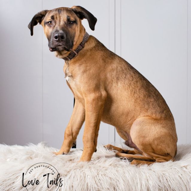 Flame - Medium Male Staffordshire Bull Terrier x Belgian Shepherd ...