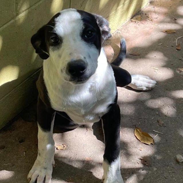 Sky - Large Female Cattle Dog x Bull Arab Mix Dog in QLD - PetRescue